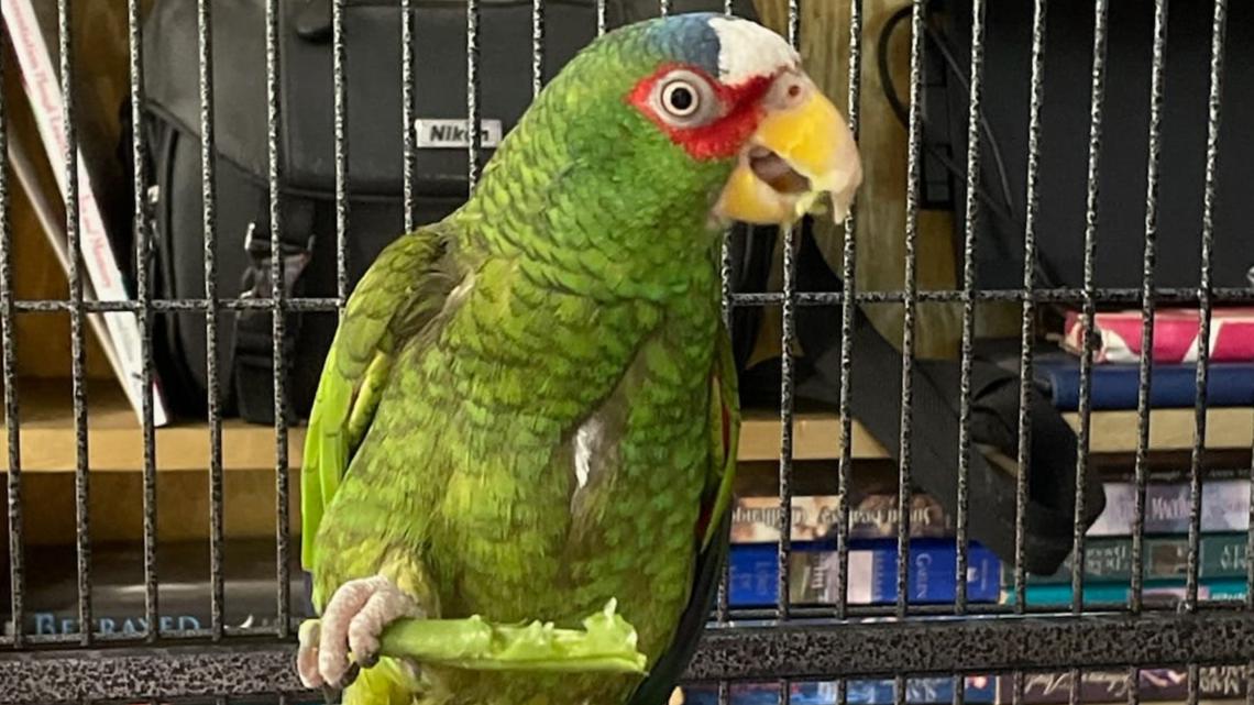 African grey parrot welcomes Pepper, the foul-mouthed parrot | wthr.com