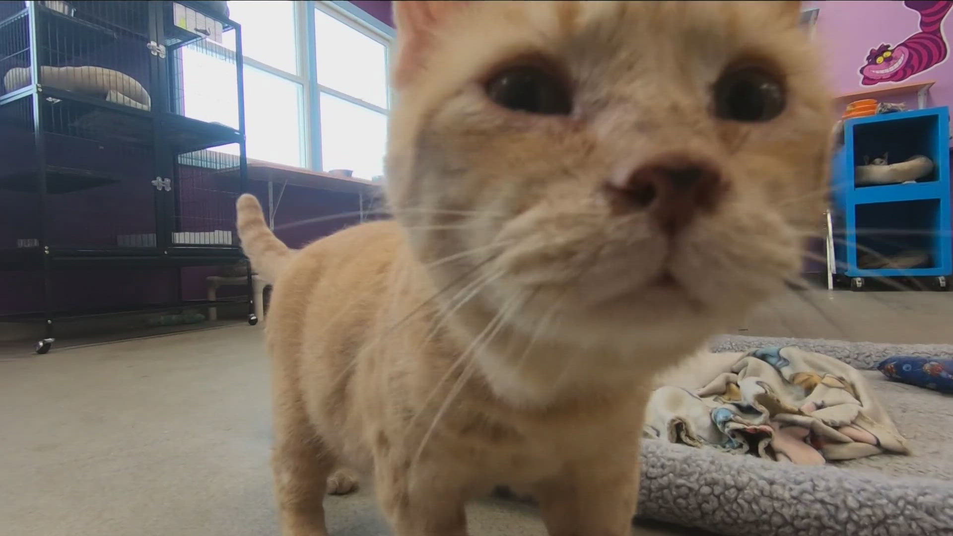 Football fans & cat lovers unite to raise money for WNY shelter Tyler ...