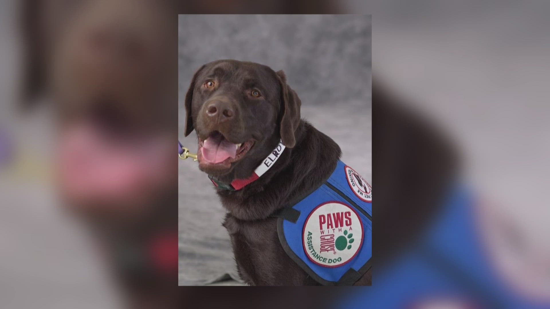 Service dog taken away from Louisville veteran by nonprofit over care ...