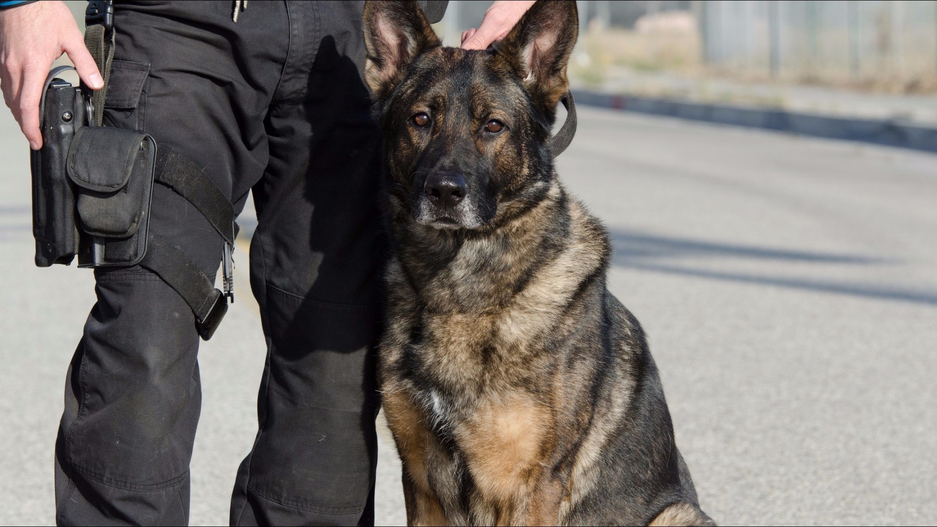 Albia Police Department announces plans for K9 program | weareiowa.com