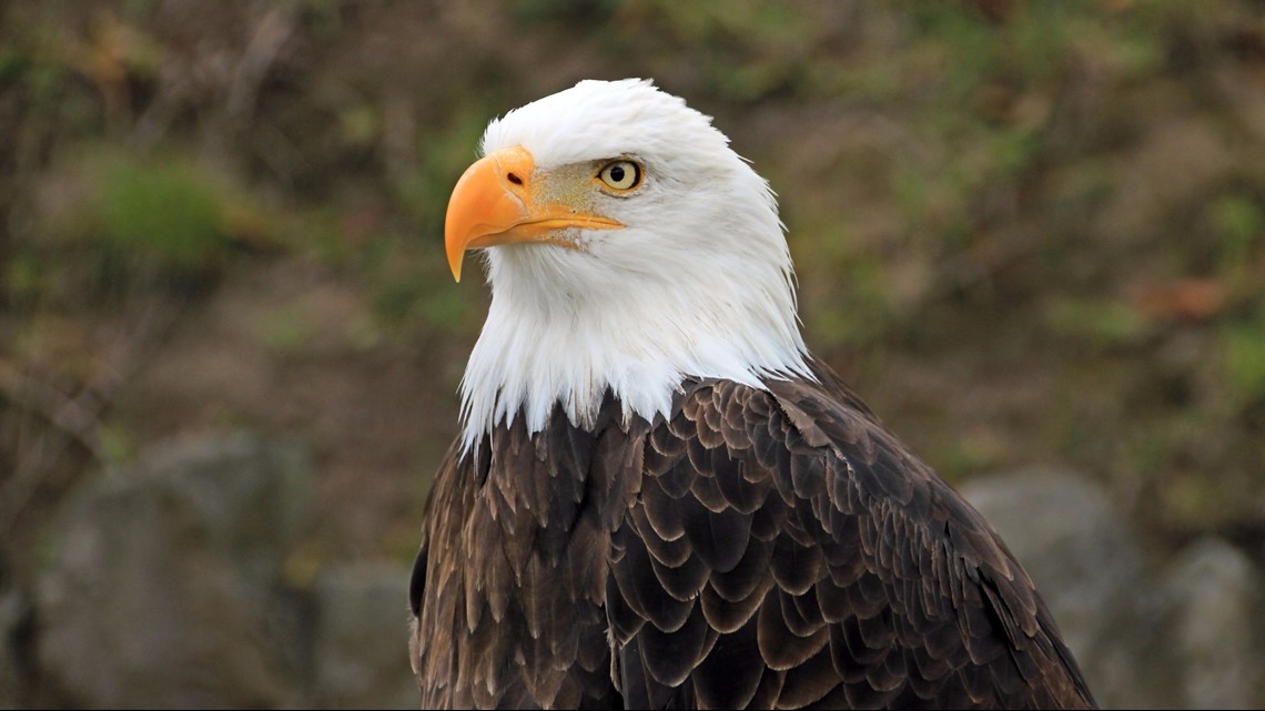 Eagle Awareness Weekend canceled in Guntersville due to winter weather ...