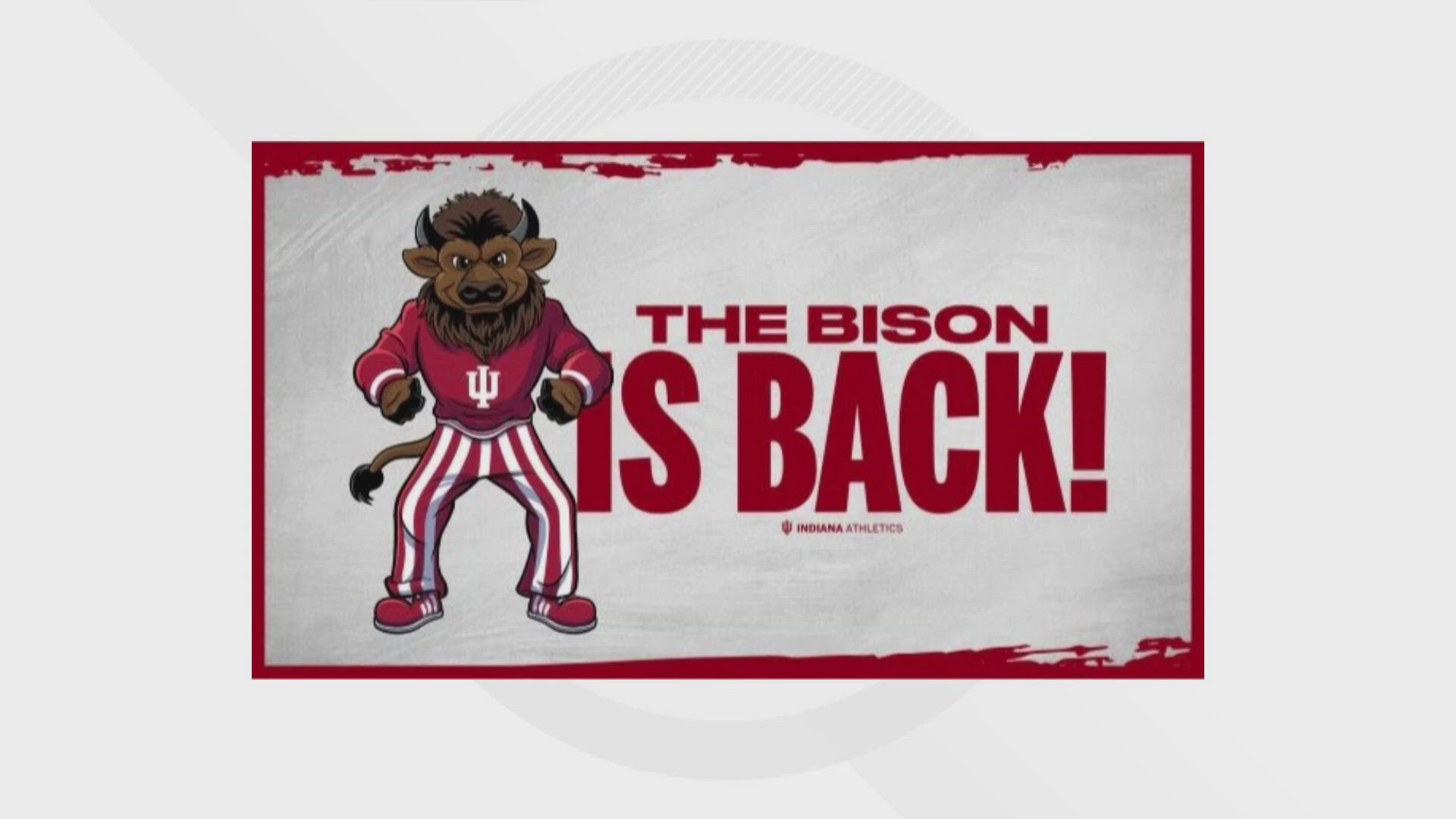 IU revives 'Hoosier the Bison' mascot after 60 years | wthr.com