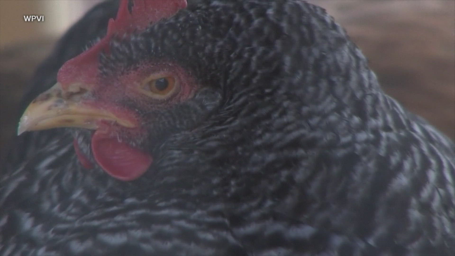Bird flu concern grows, bird market closures going into effect ...