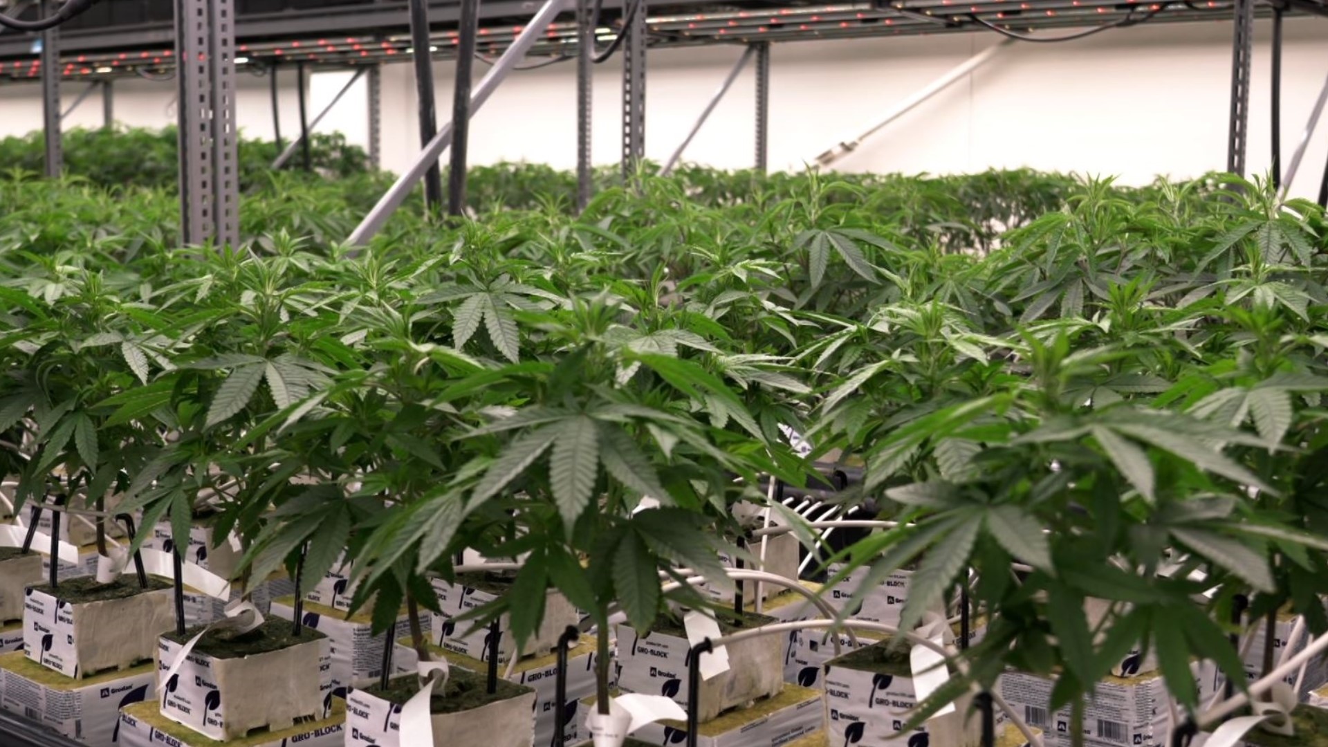 Indiana could be next to crack down on hemp — and business owners are ...
