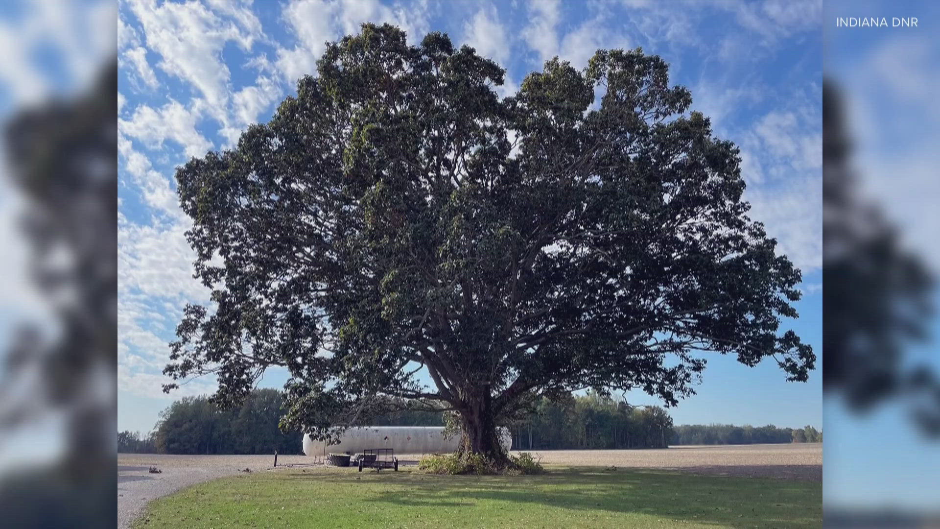 Largest swamp chestnut found on southern Indiana family farm | wthr.com