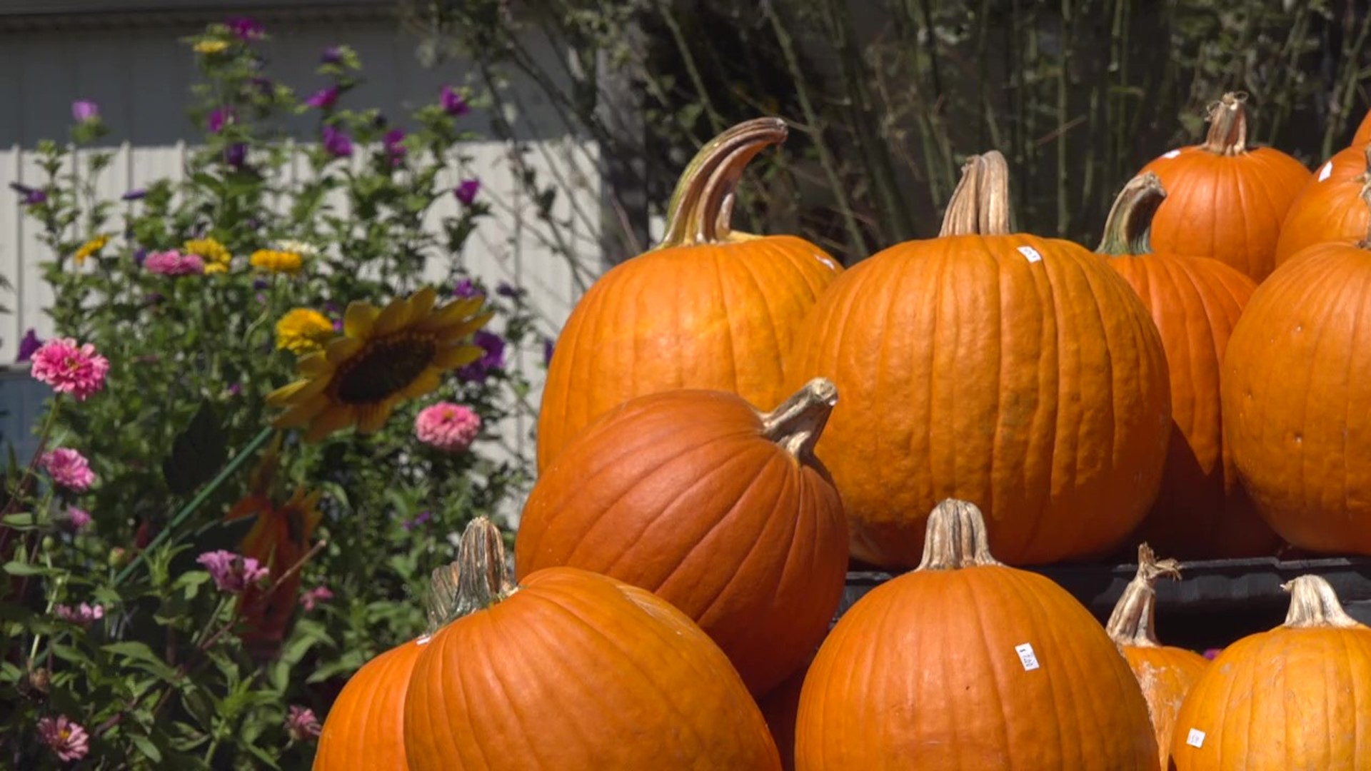 State Museum of Pennsylvania to host family-friendly Great Pumpkin Day ...