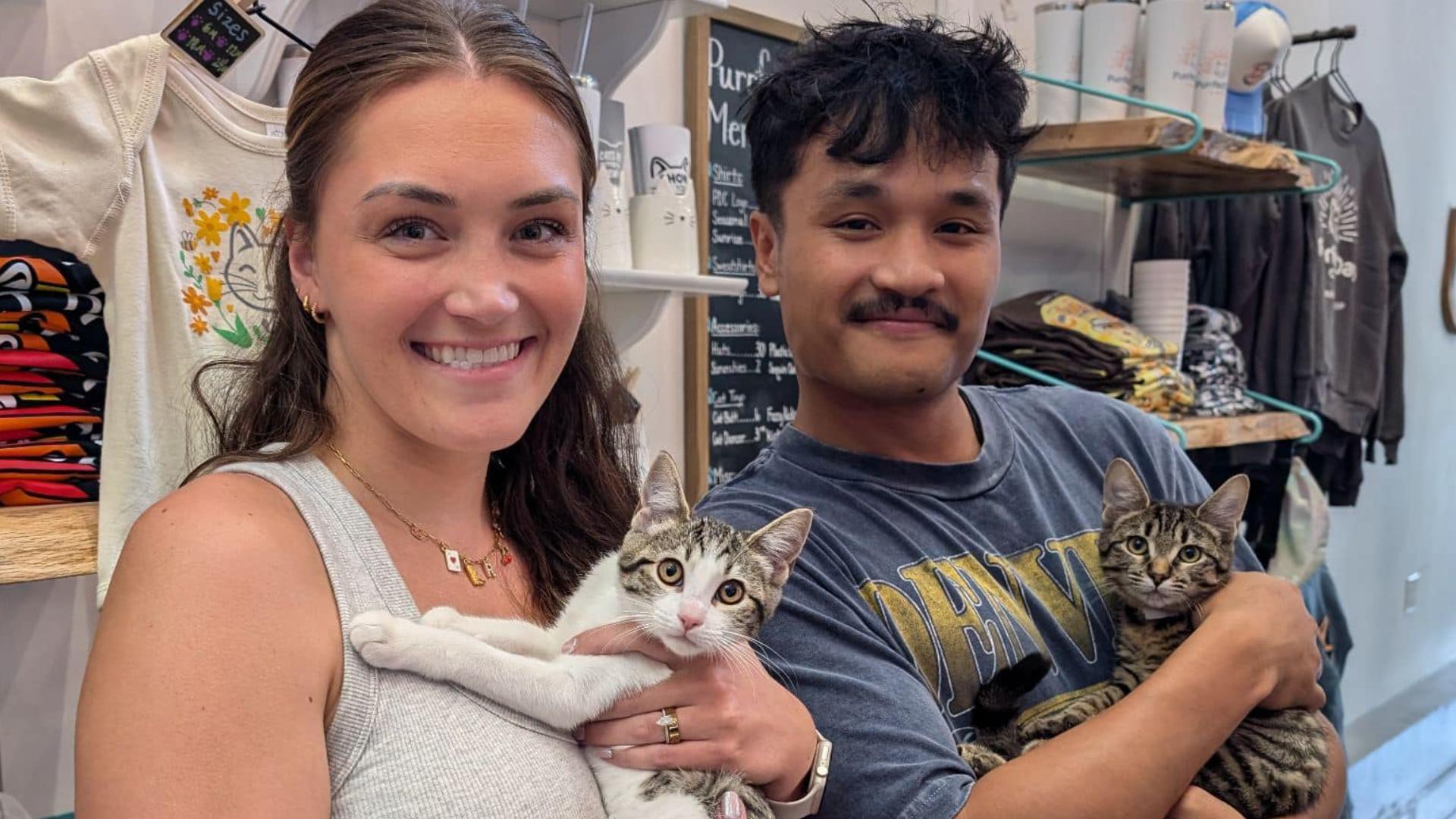 Purrfect Day Cafe reaches 10,000 adoptions | wthr.com