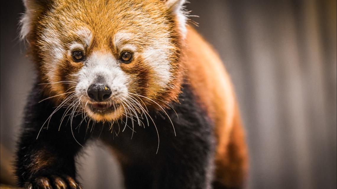 WATCH: Louisville Zoo's red panda enjoys new exhibit | wqad.com