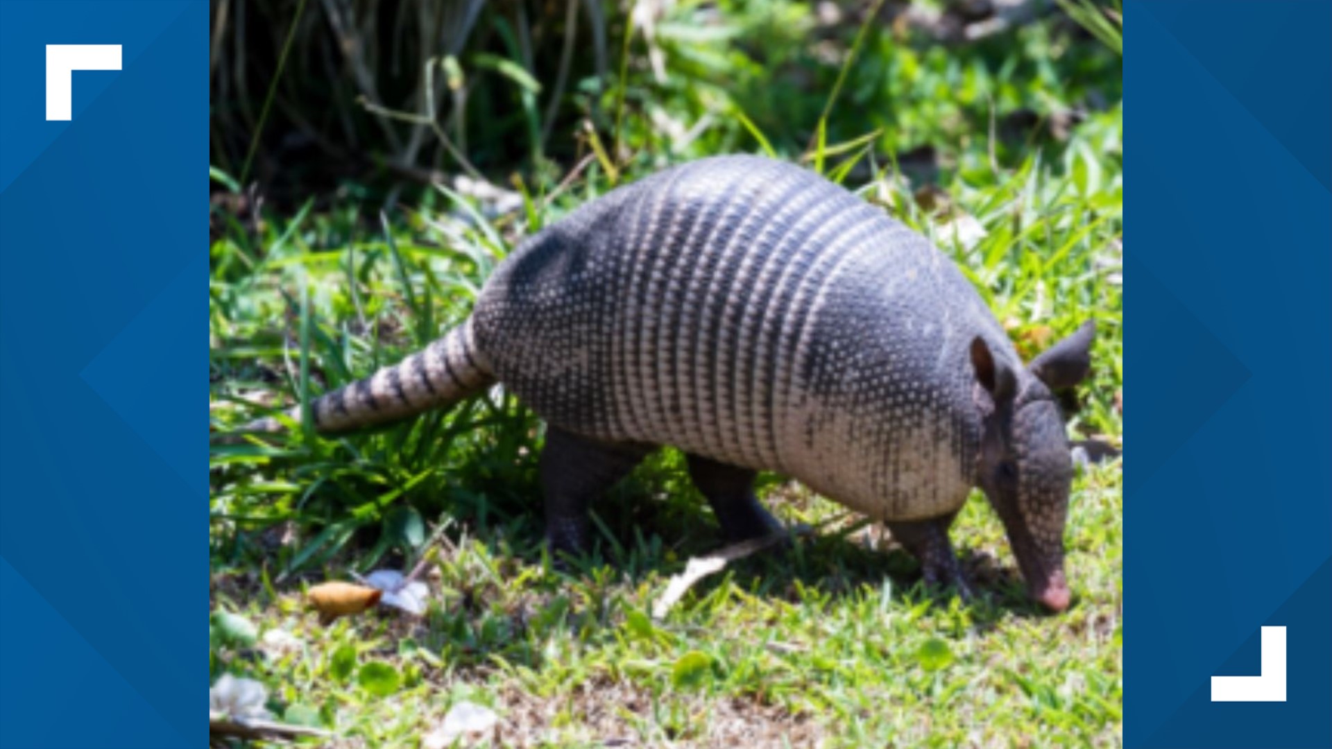 Where are armadillos in Indiana? | wthr.com