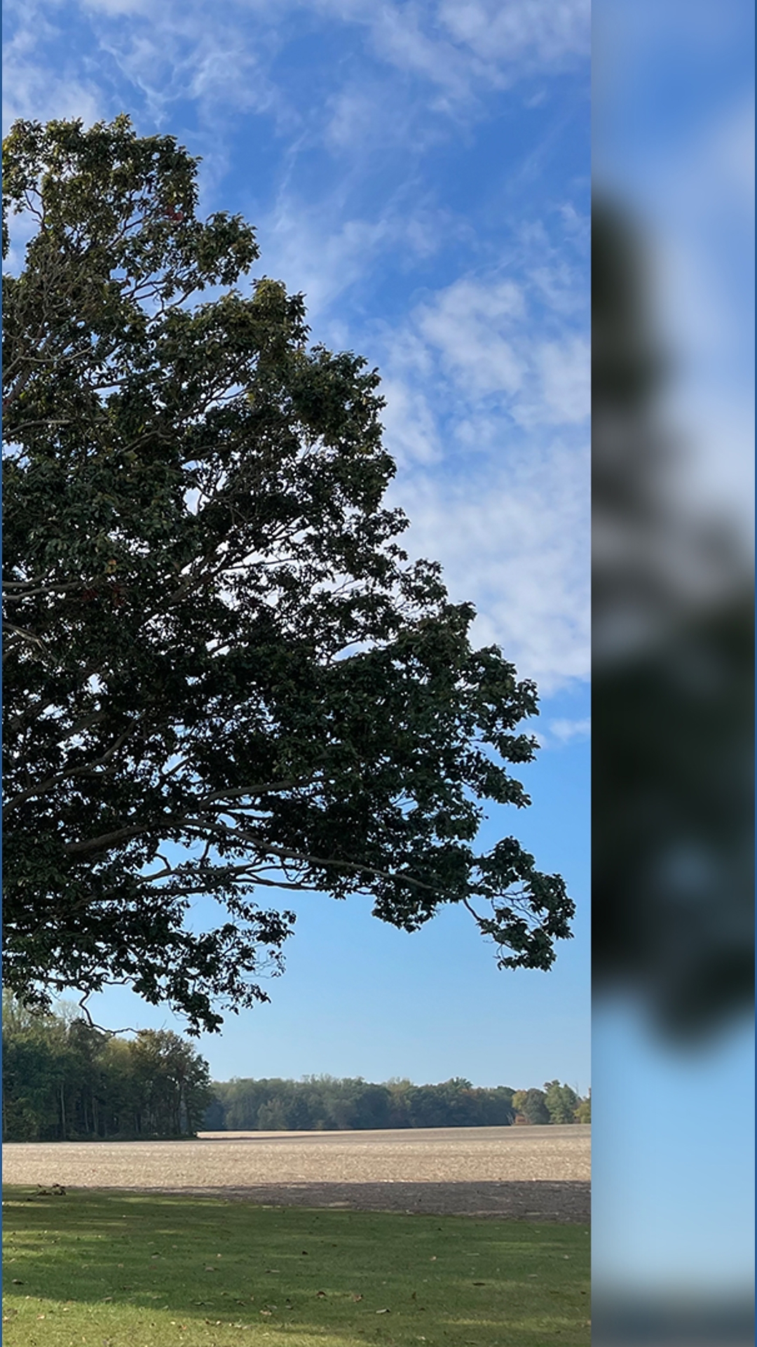 Largest swamp chestnut found on southern Indiana family farm | wthr.com