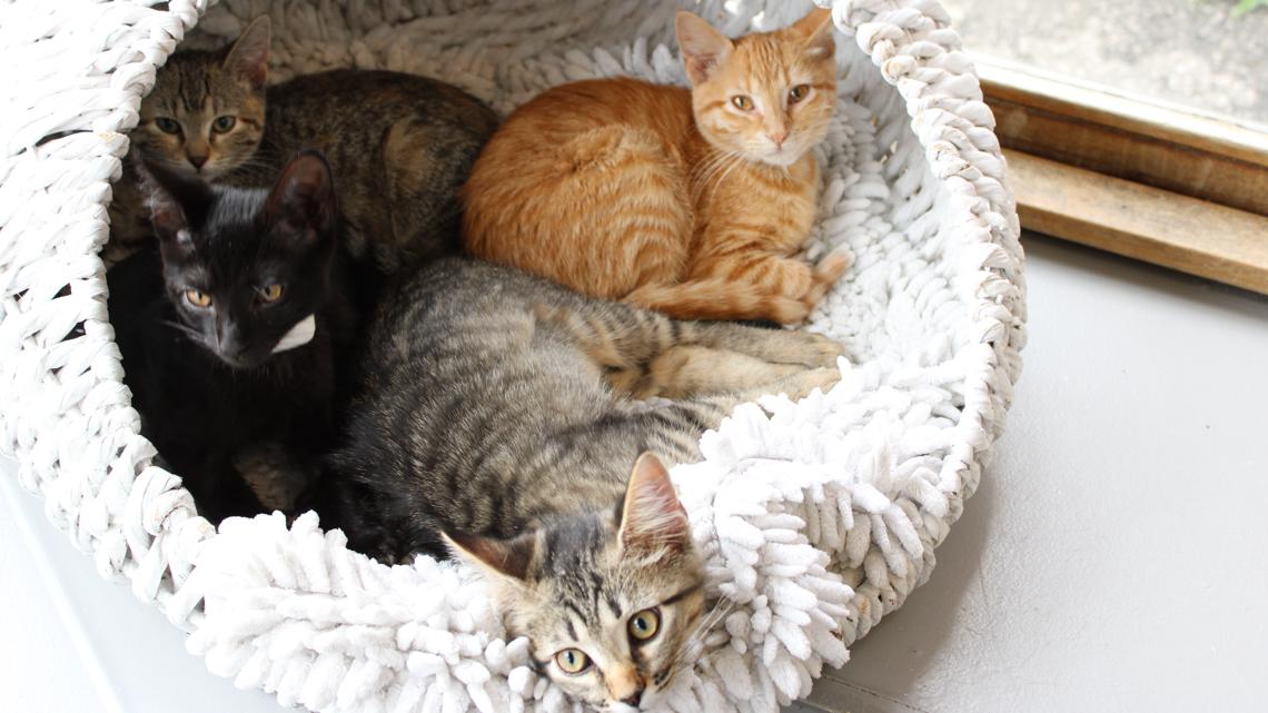 Purrfect Day Cafe reaches 10,000 adoptions | wthr.com