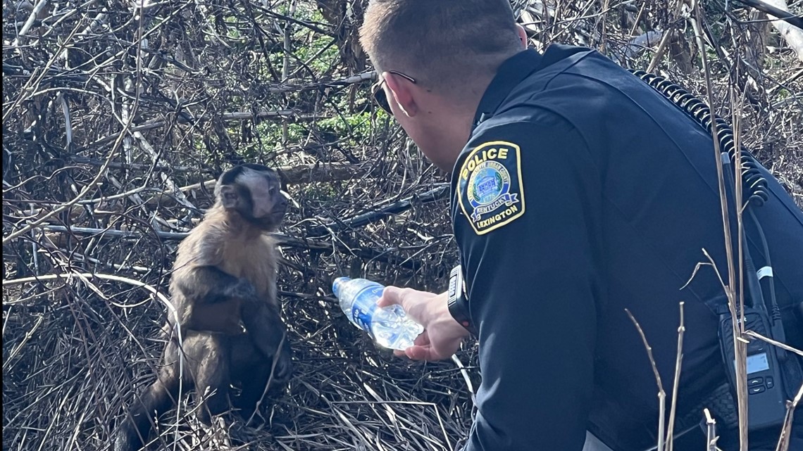 Lexington police find family's missing monkey on I-75 | wthr.com