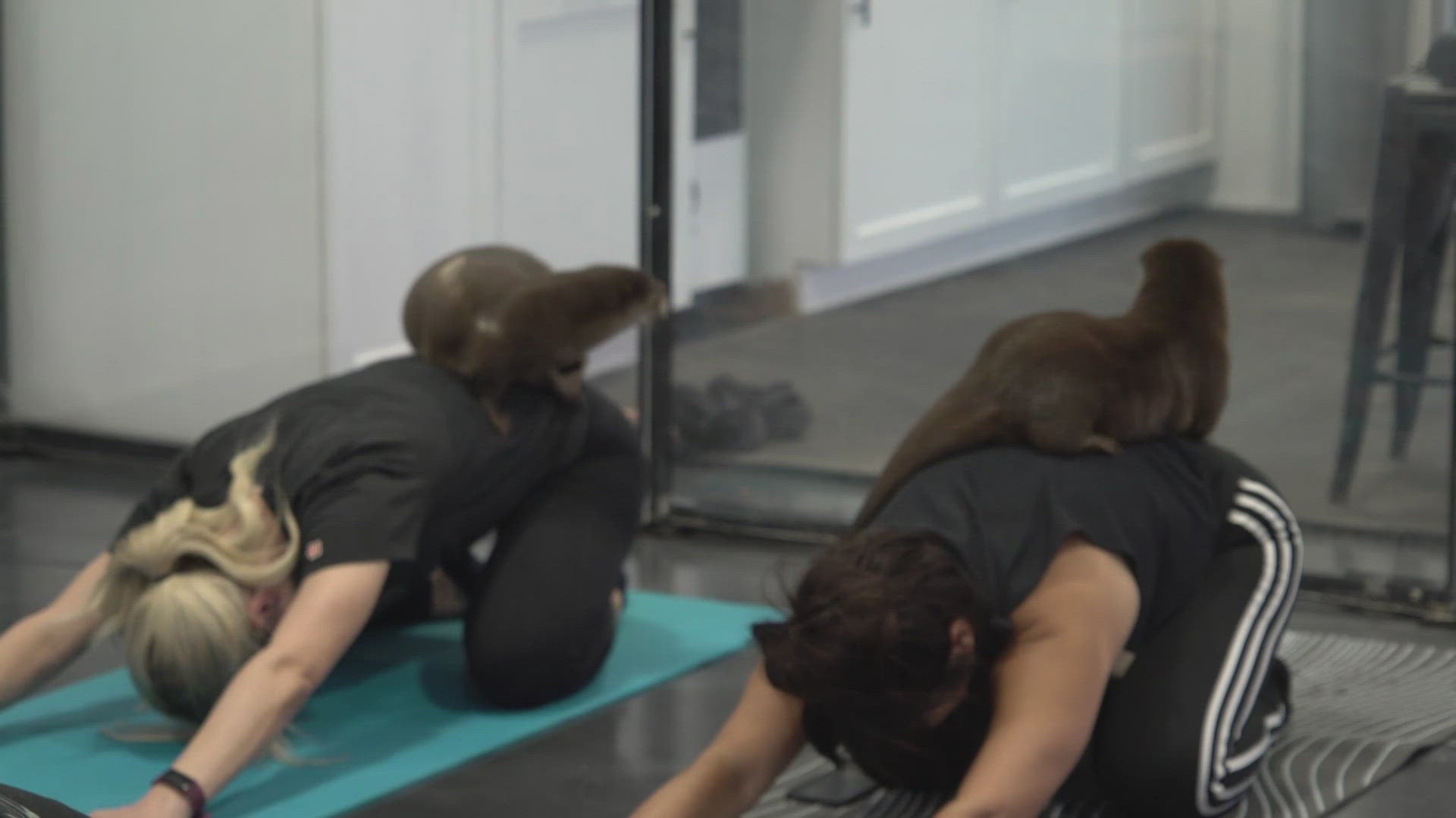 An 'otterly' good time: Ohio farm offers ‘world’s only’ yoga class ...