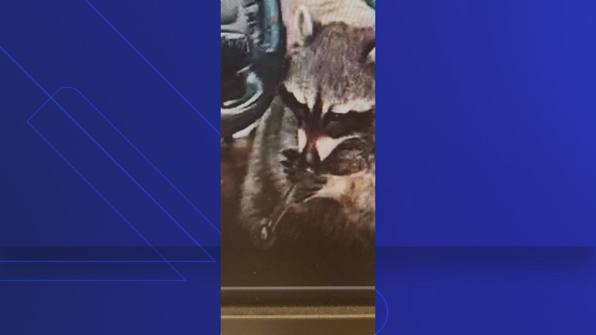 Springfield Township police: Woman arrested after raccoon found with ...