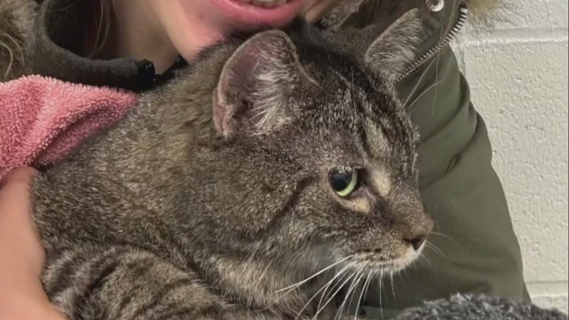 'Miracle Cat' found alive among rubble of Cleveland home | wnep.com