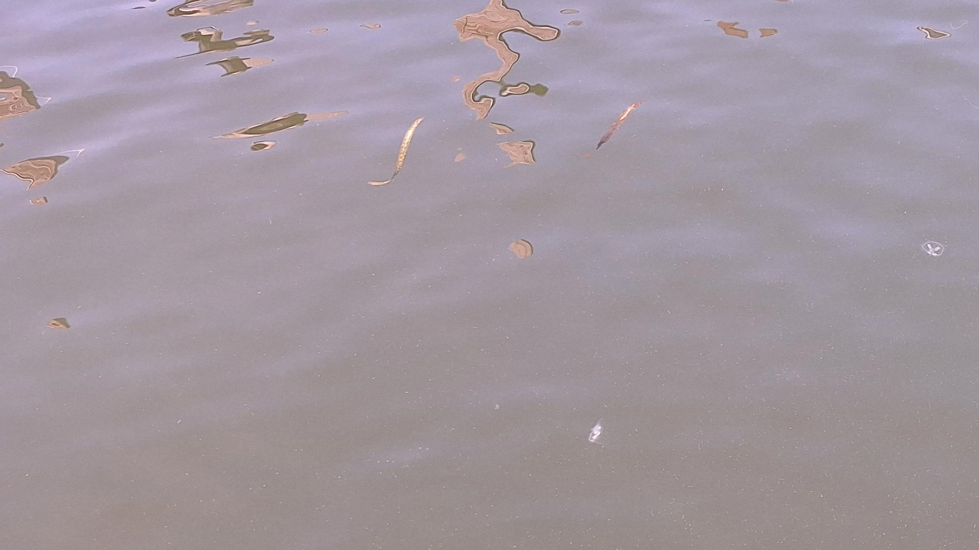 Freshwater jellyfish found near South Bass Island in Lake Erie | 10tv.com