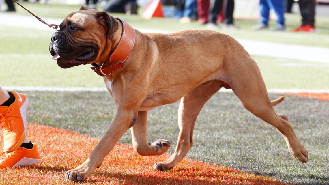 Cleveland Browns mascot SJ passes away | 10tv.com