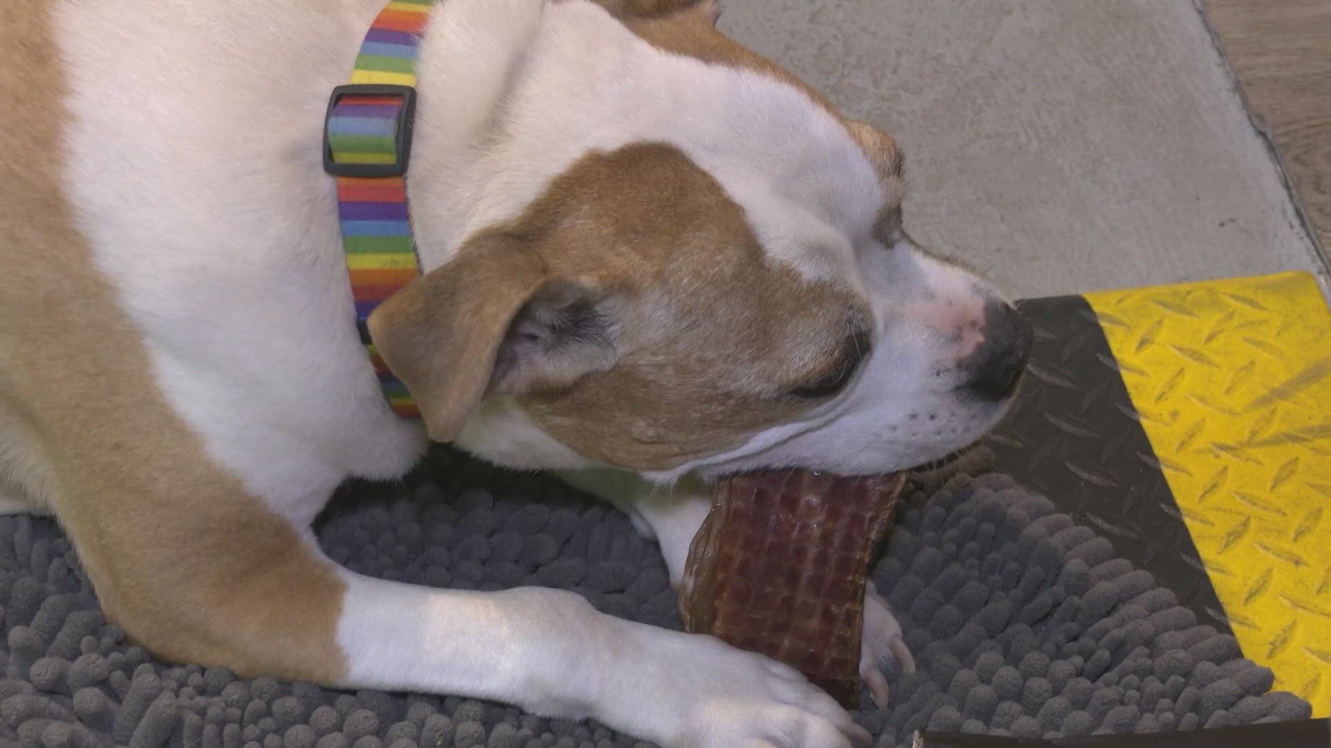 How to prepare your pets for fireworks | 5newsonline.com
