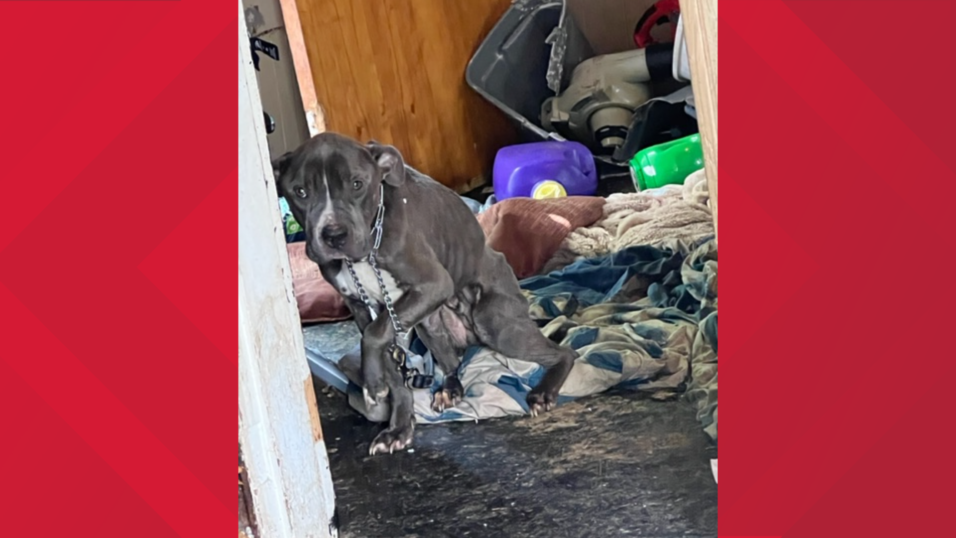Euclid shelter sends adopted dog to new home in style | fox61.com