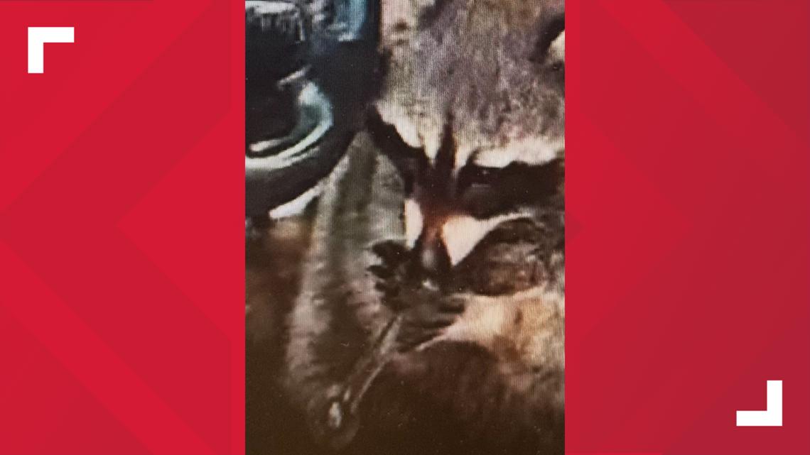 Springfield Township police: Woman arrested after raccoon found with ...