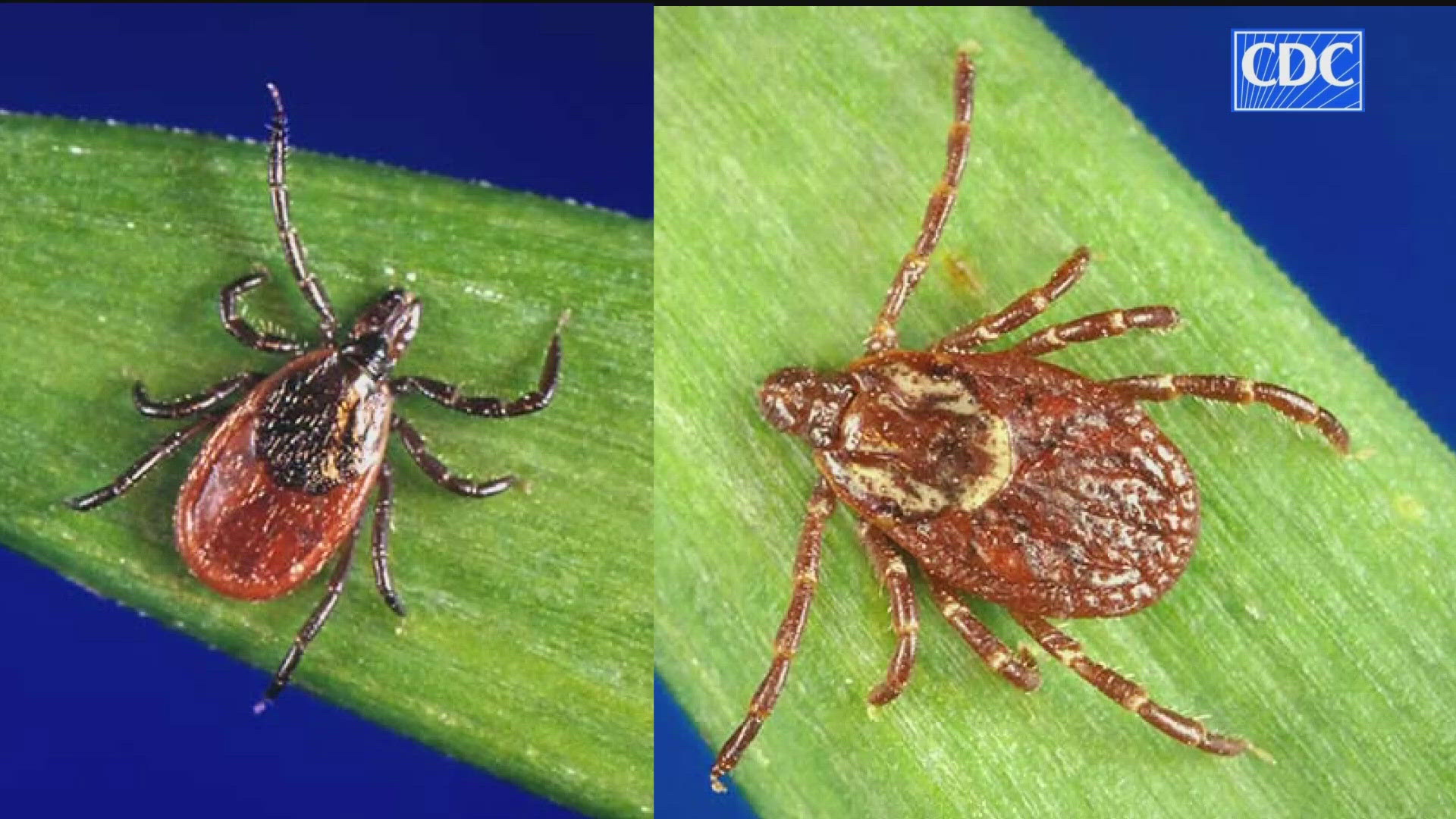 What to know about Lyme disease | rocketcitynow.com