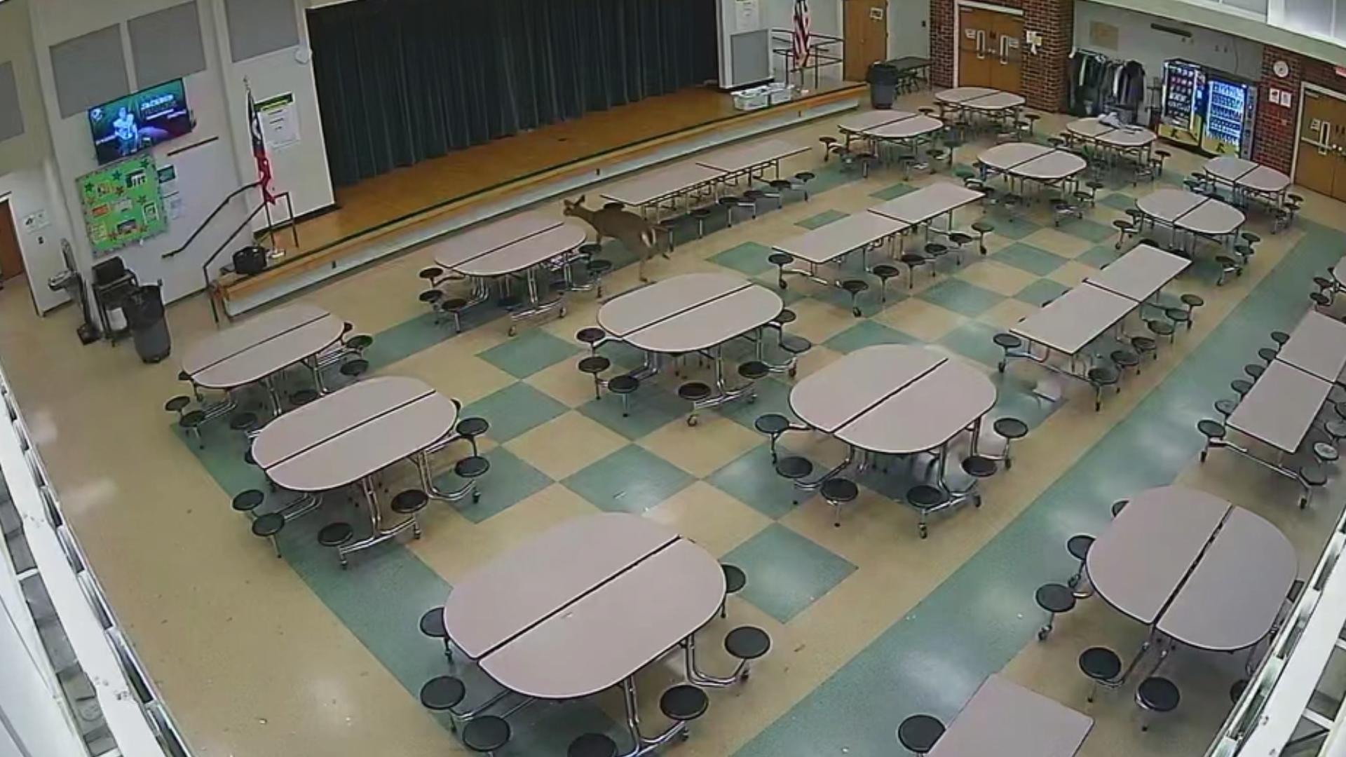 Deer smashes through middle school cafeteria window during breakfast ...