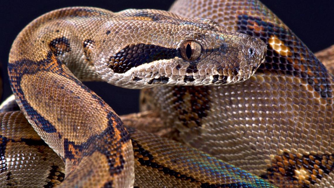 15-foot snake shot and killed by police as it strangled man ...