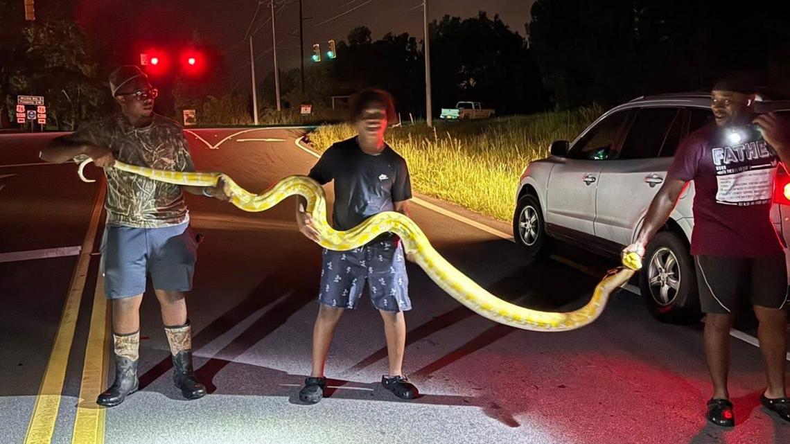 Large python captured in small South Carolina town | wnep.com
