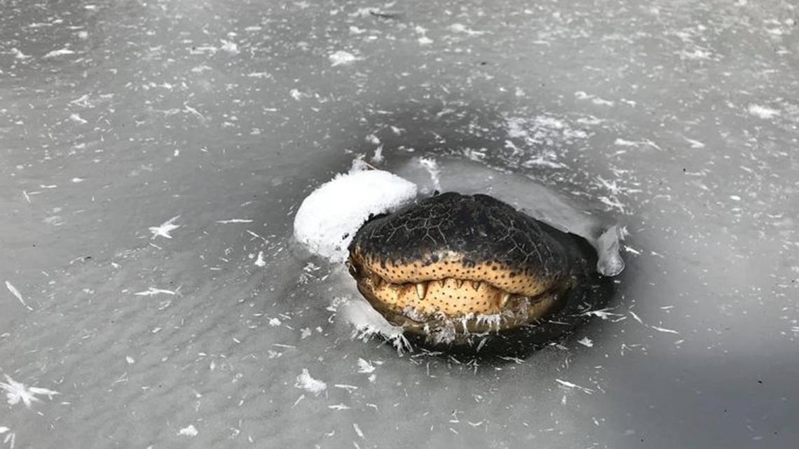 Texas alligator found breathing in frozen-over pond | 10tv.com