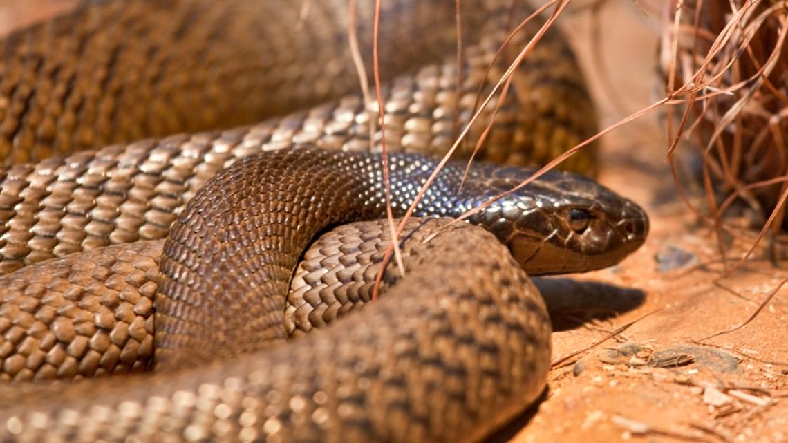 SC man reports snake bite, EMS find 14 venomous snakes in home | 10tv.com