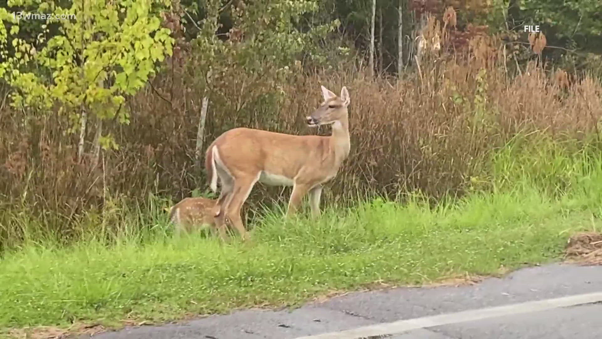 Tennessee introduces new deer hunting rules for 2026 | rocketcitynow.com