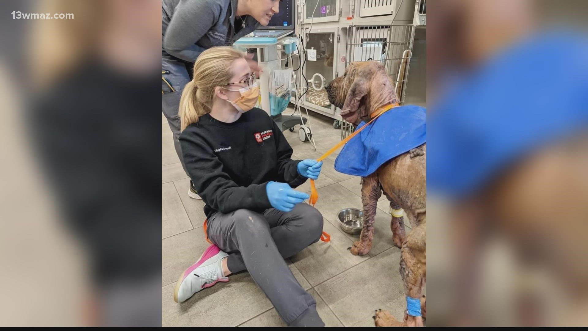 Wilkinson couple rescues terminal bloodhound | 10tv.com