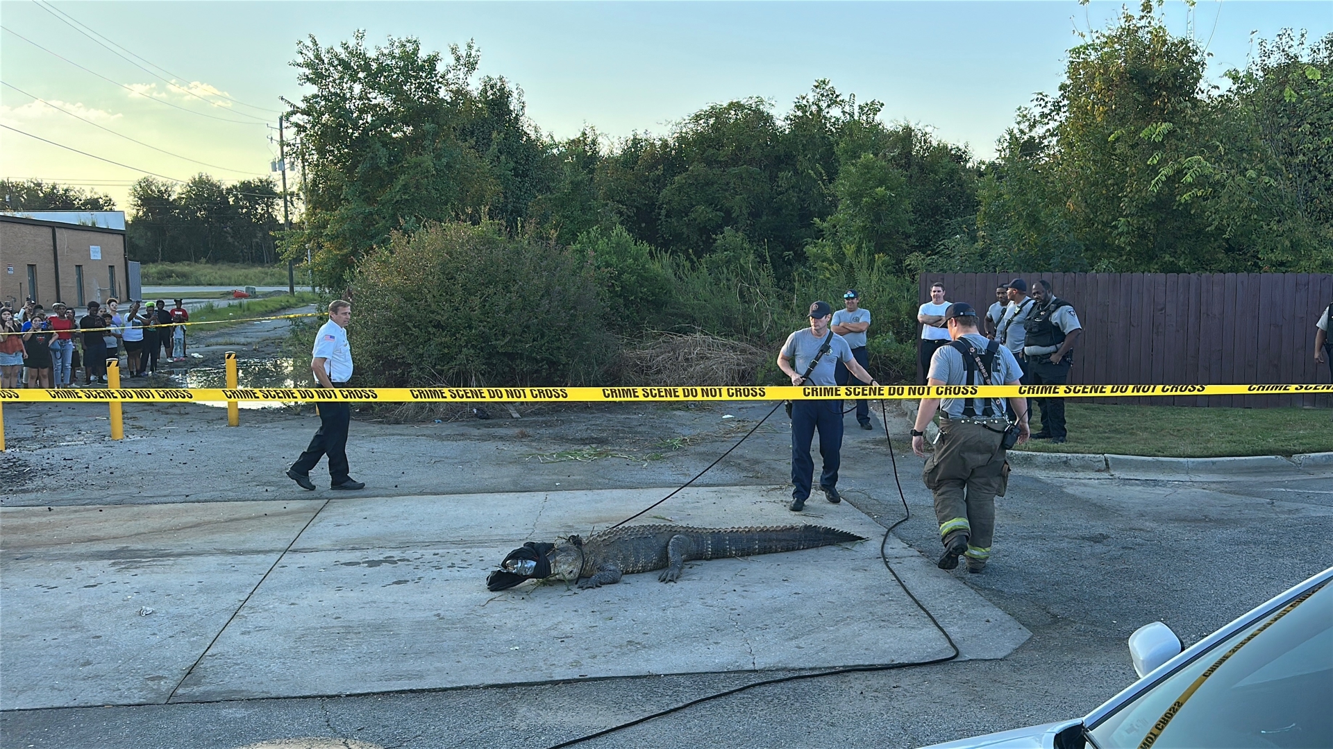 Alligator found near McDonald's in Macon tied up | 10tv.com