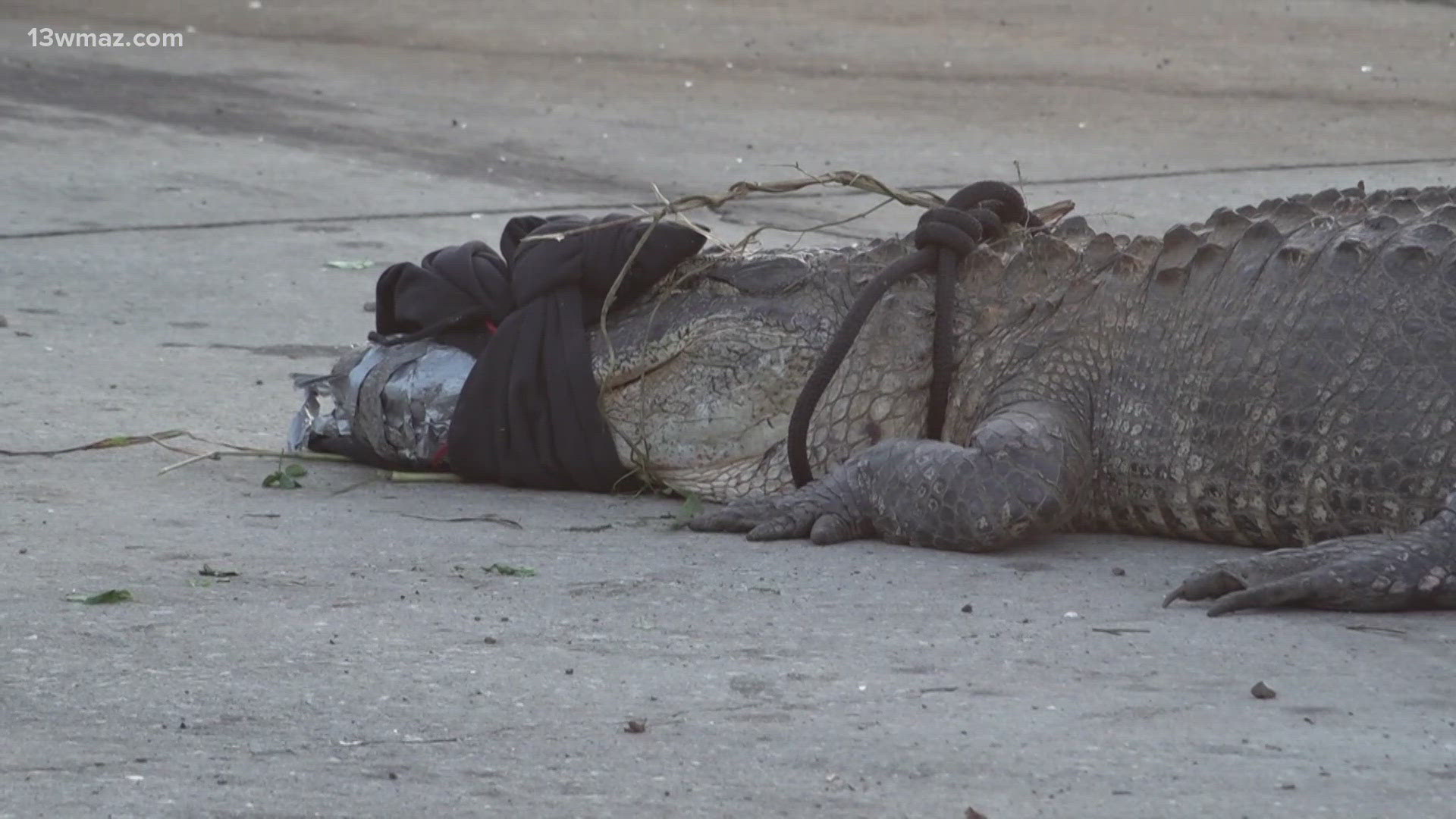 Alligator found near McDonald's in Macon tied up | 10tv.com