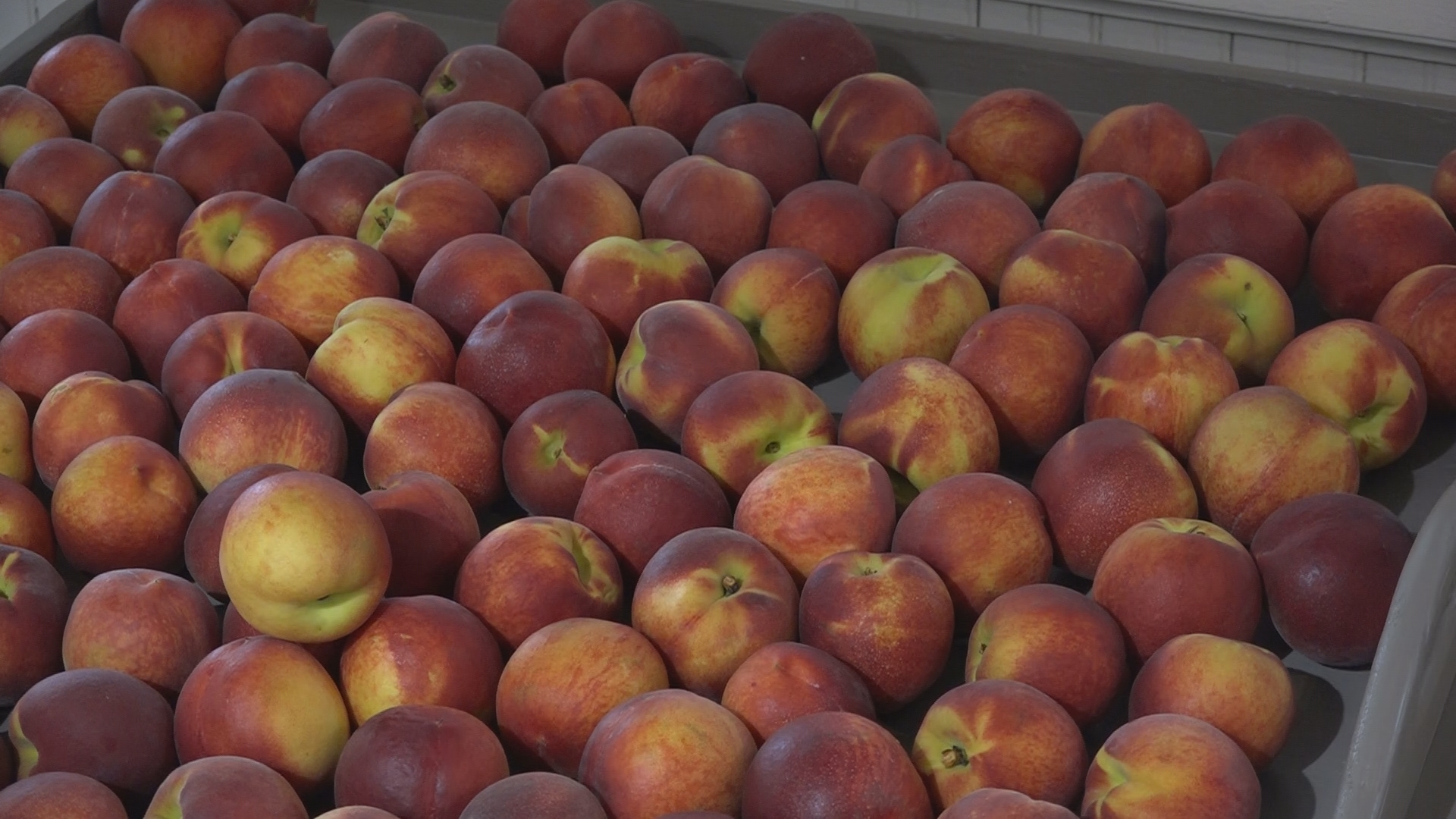 Mt. Airy Orchards to host Peach Festival & Craft Show | fox43.com