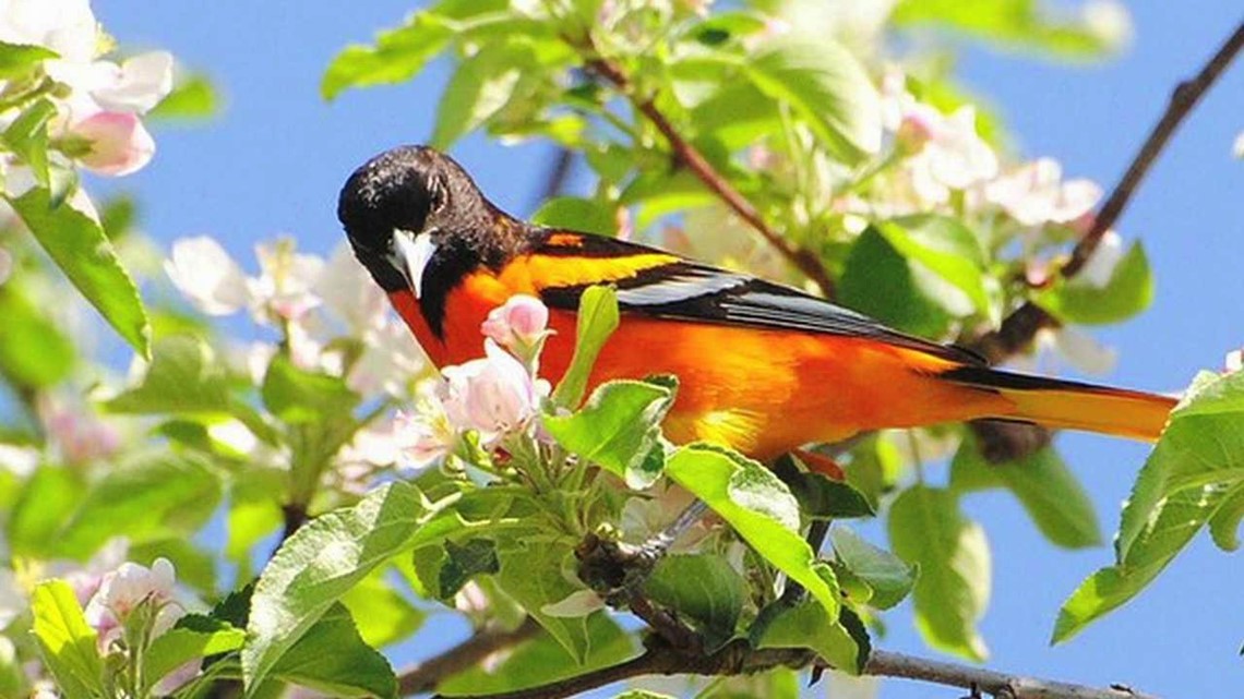 The Birds Are Returning | wnep.com