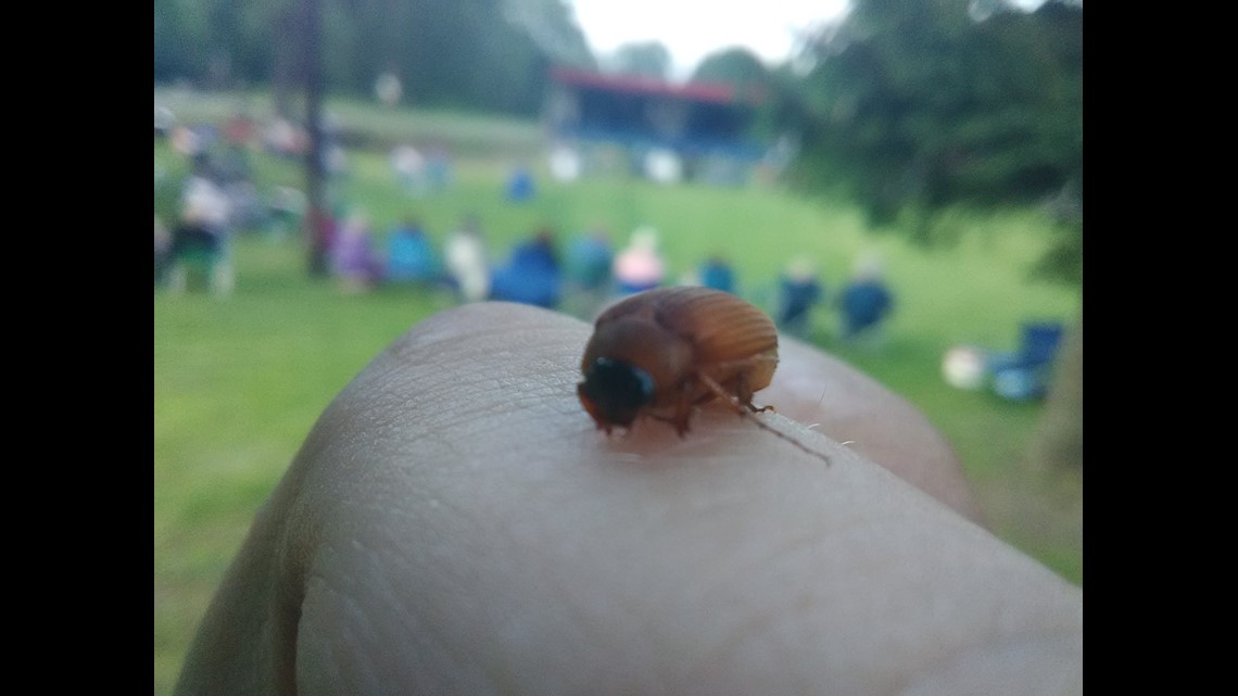 Bugs Biting? Help Is Here | wnep.com