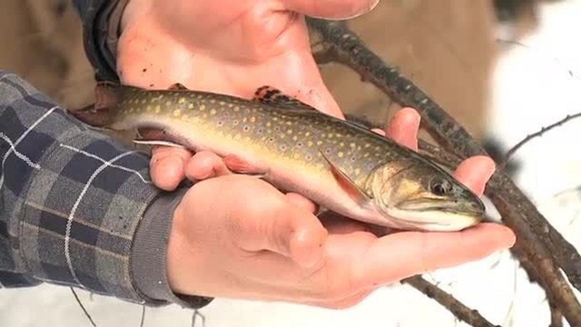 PA’s Wild Trout | wnep.com