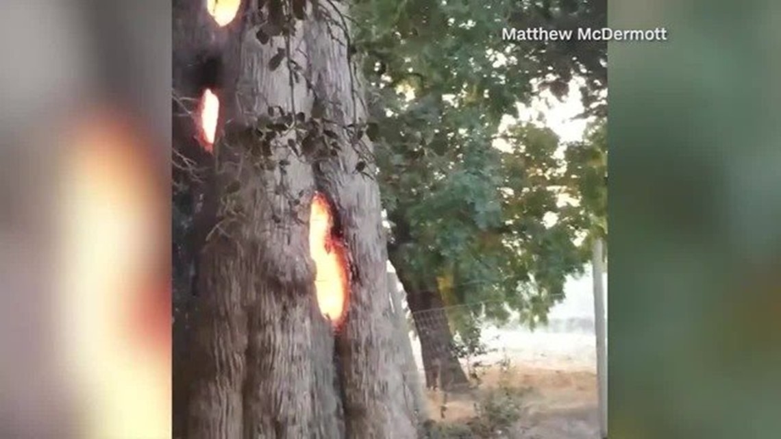 Man Snaps Incredible Photo of Tree Full of Fire While Fleeing ...