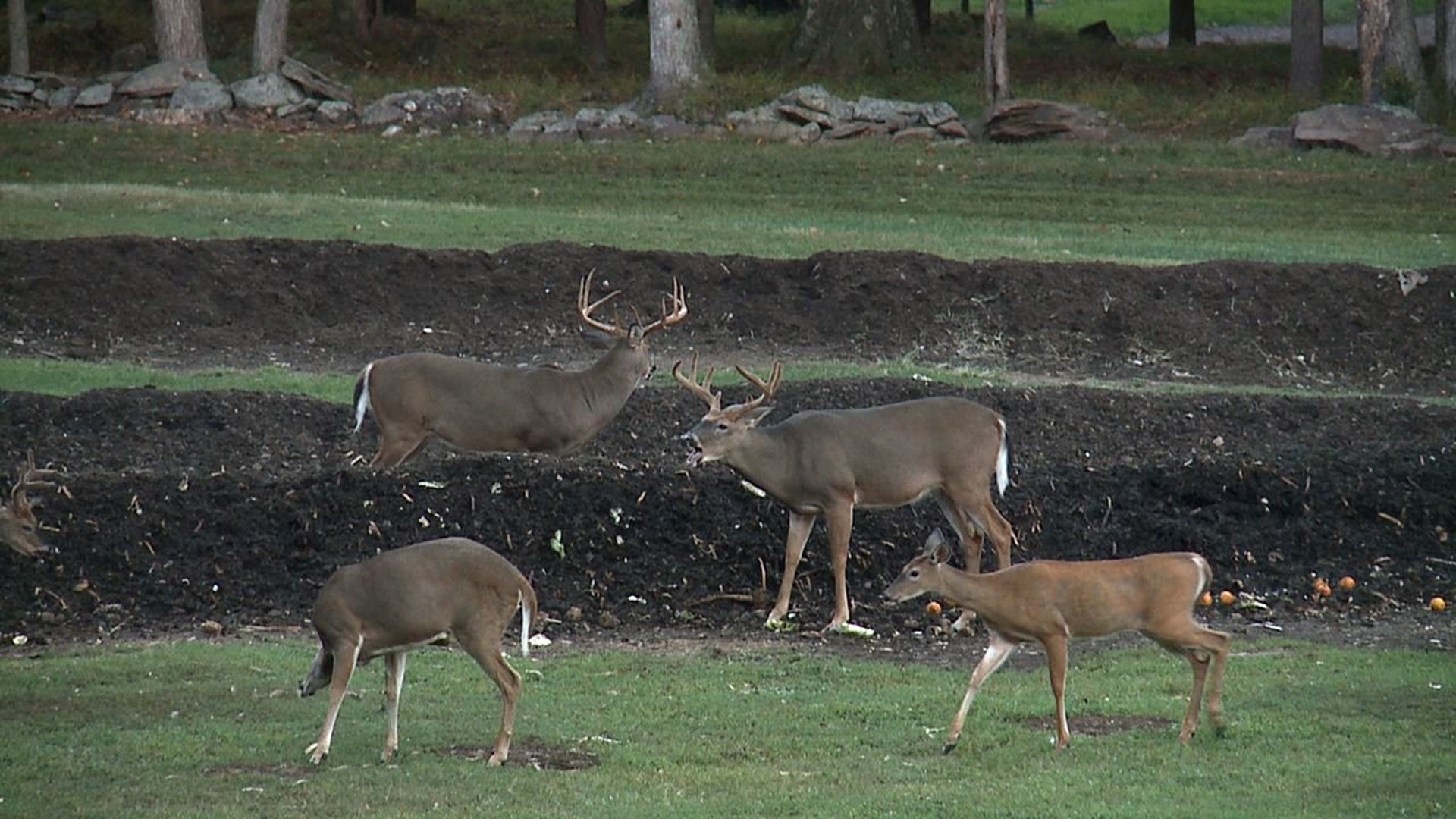 How to enter for your chance to hunt deer at SCI Dallas | wnep.com