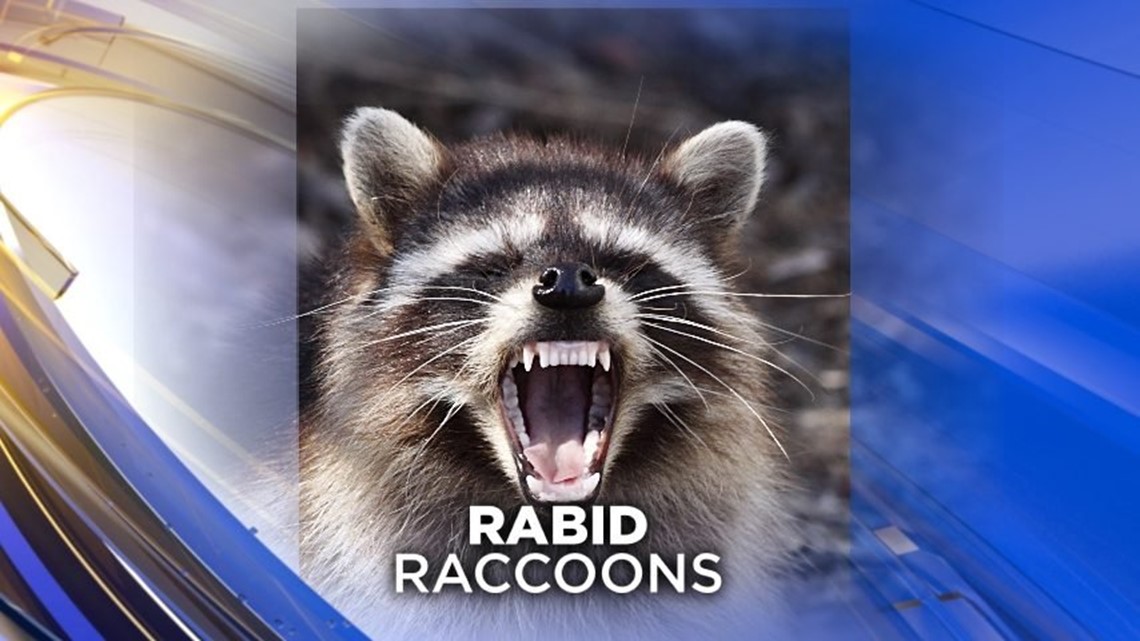 Man Recovering from Rabid Raccoon Attack | wnep.com