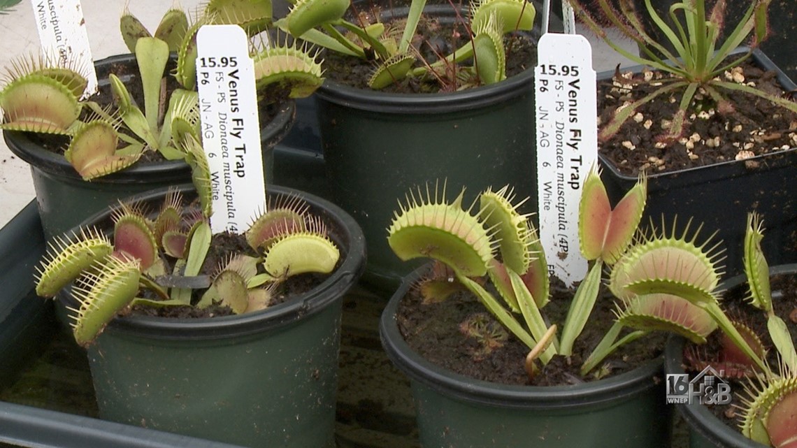 Amazing Herbs From The Rare and Exotic To The Familiar | wnep.com