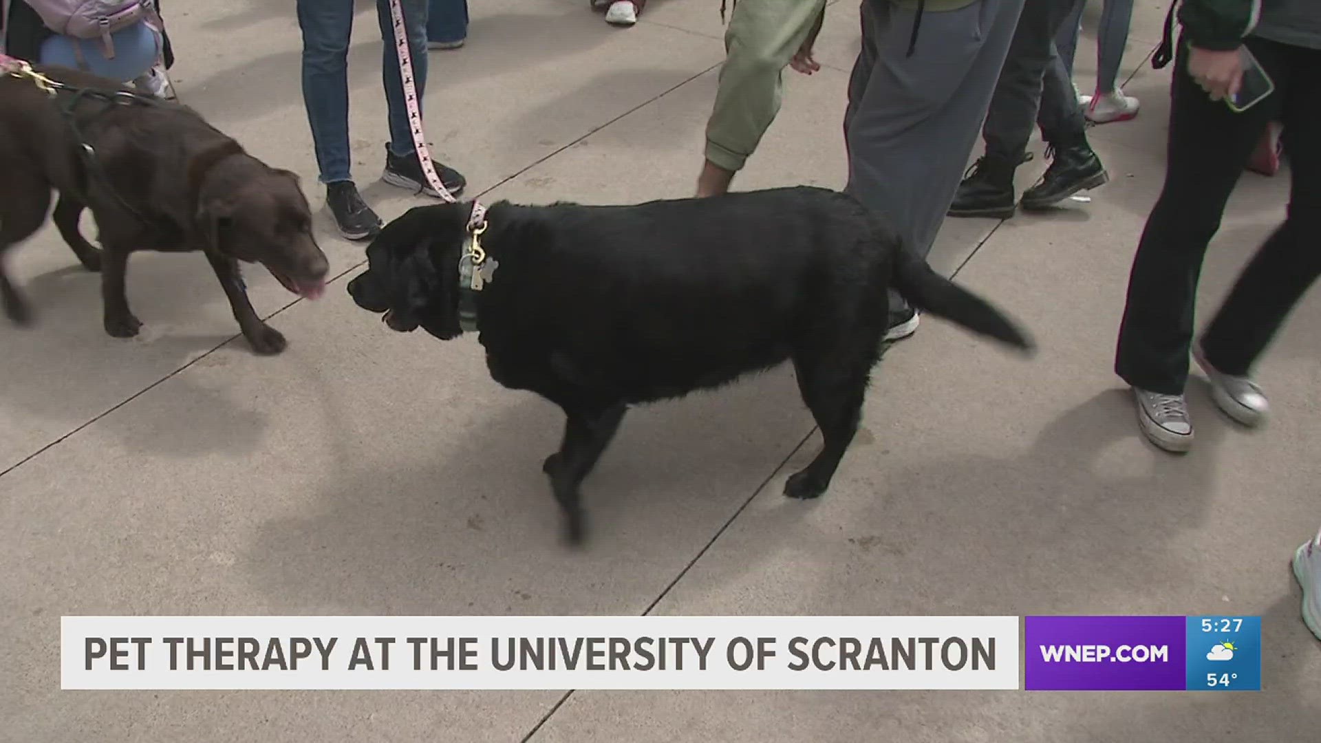 University of Scranton students destress with dogs | wnep.com