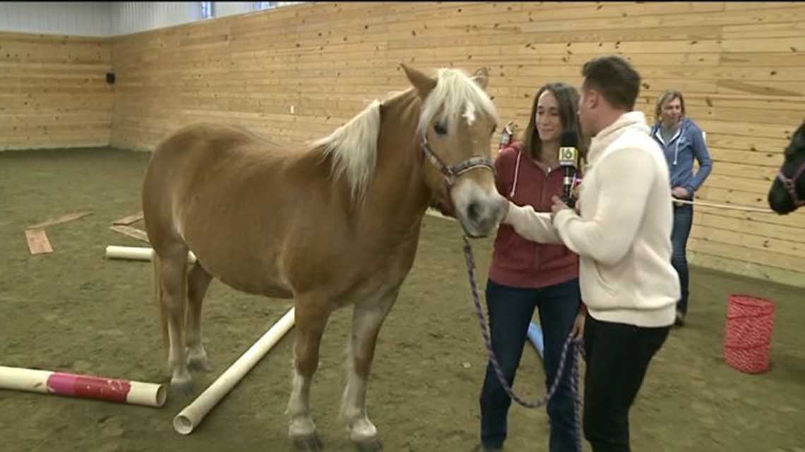 Equines For Freedom | wnep.com