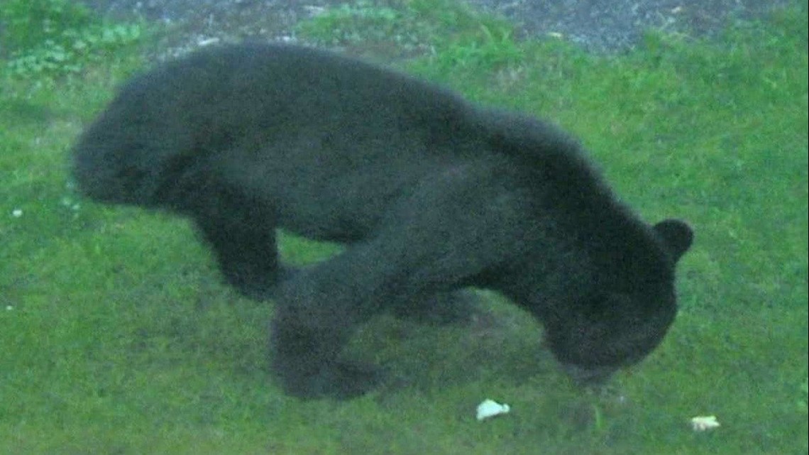 Three-Legged Bear Spotted In Poconos | wnep.com