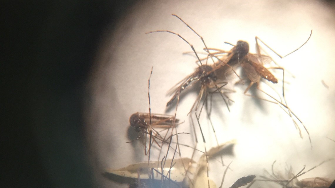 5 Things You Need to Know About Zika | wnep.com