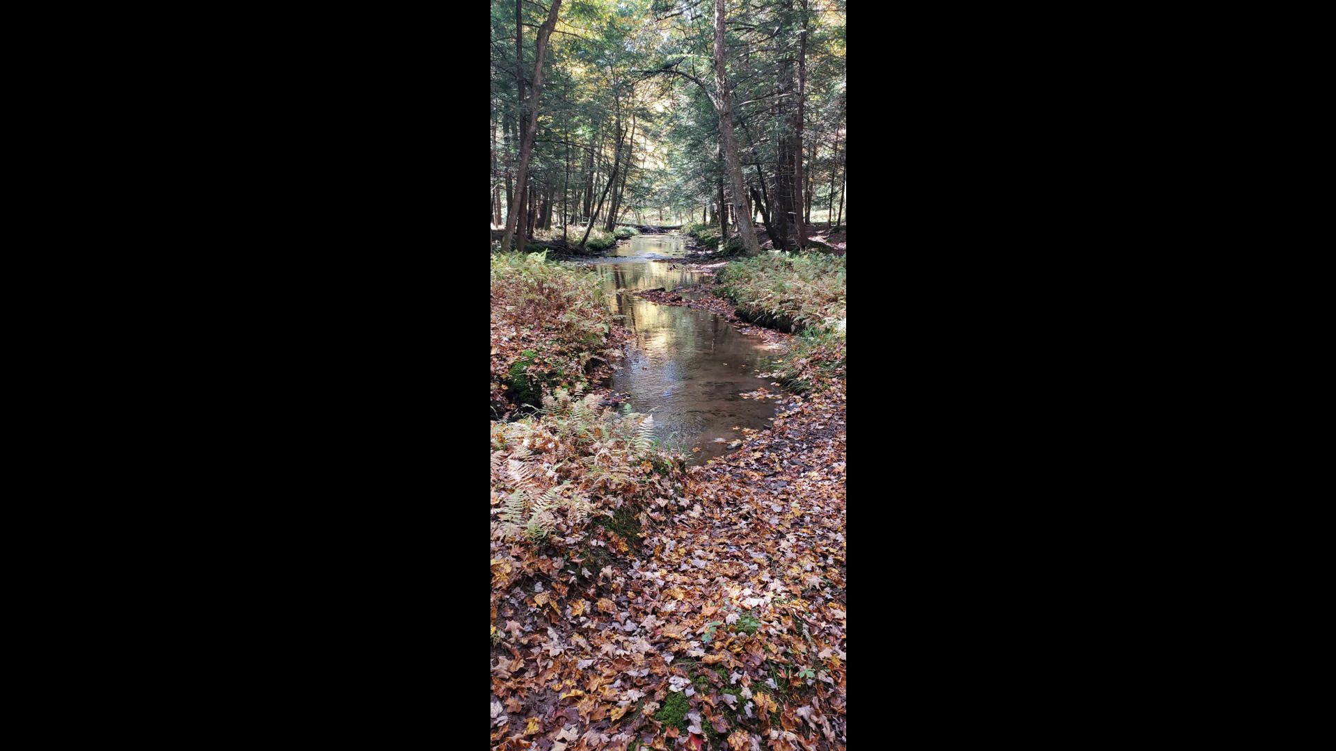 Fall Foliage Map | When and where to see the best fall colors | wnep.com