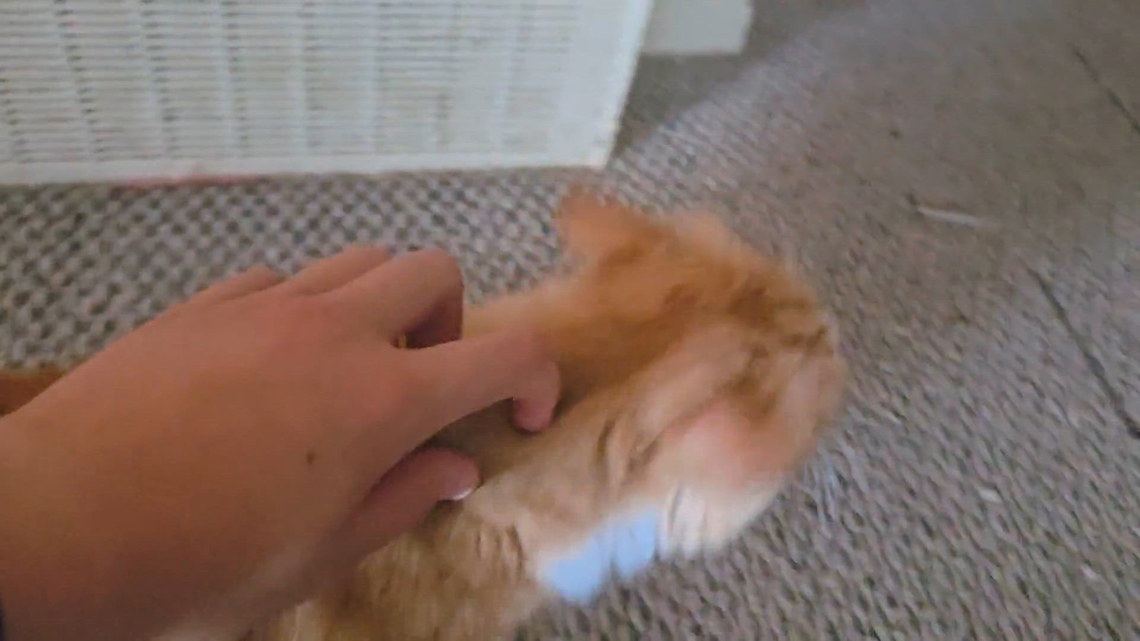 My fluffy buddy | wnep.com