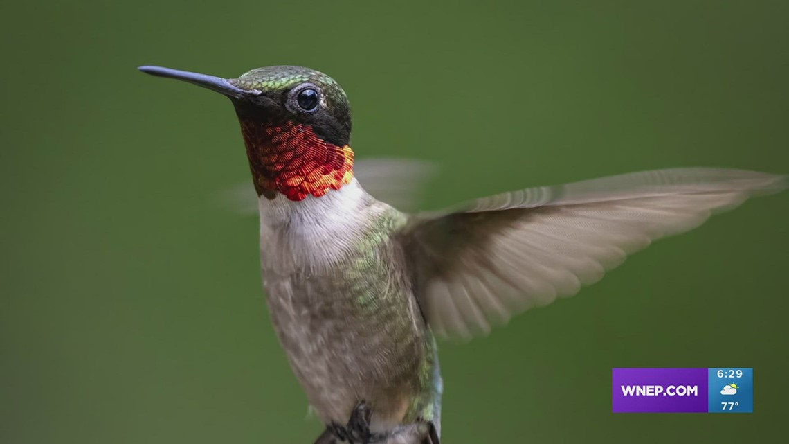 Thinking small | PhotoLink Library | wnep.com