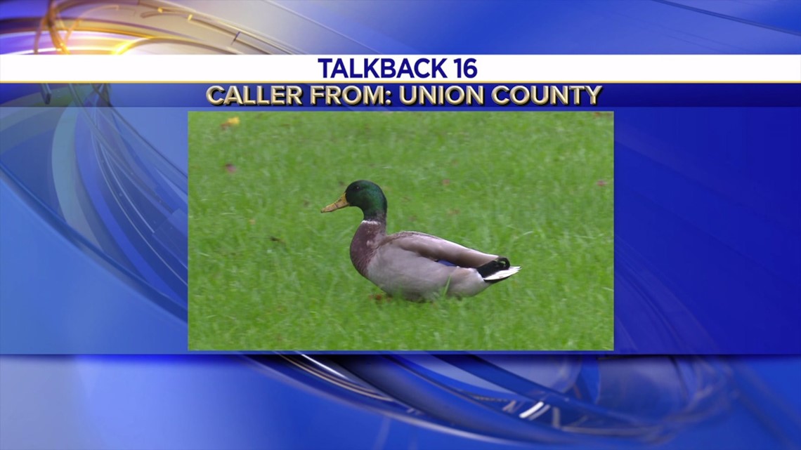 Talkback 16: Wet Weather, Dead Ducks | wnep.com